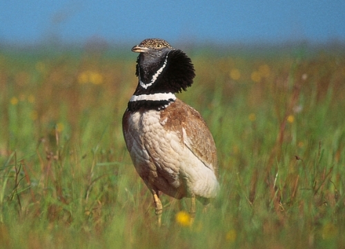 January 2nd - Little Bustard : r/SketchDaily