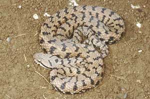 Snakes of France